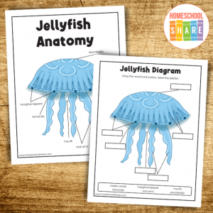 Jellyfish Worksheets - Homeschool Share