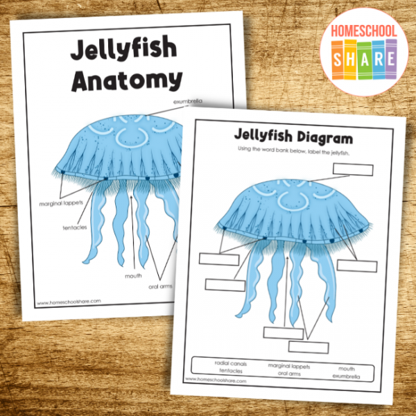 Jellyfish Worksheets - Homeschool Share