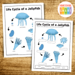 Jellyfish Worksheets - Homeschool Share