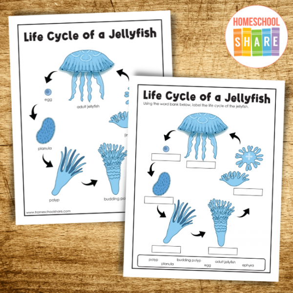 Jellyfish Worksheets - Homeschool Share