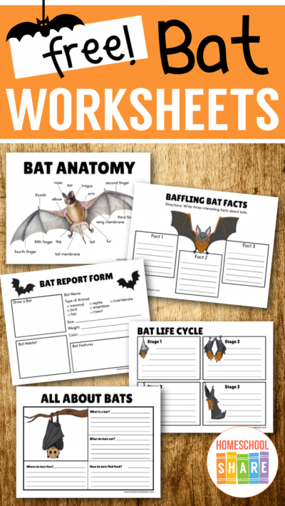 Bat Worksheets (Free!) - Homeschool Share