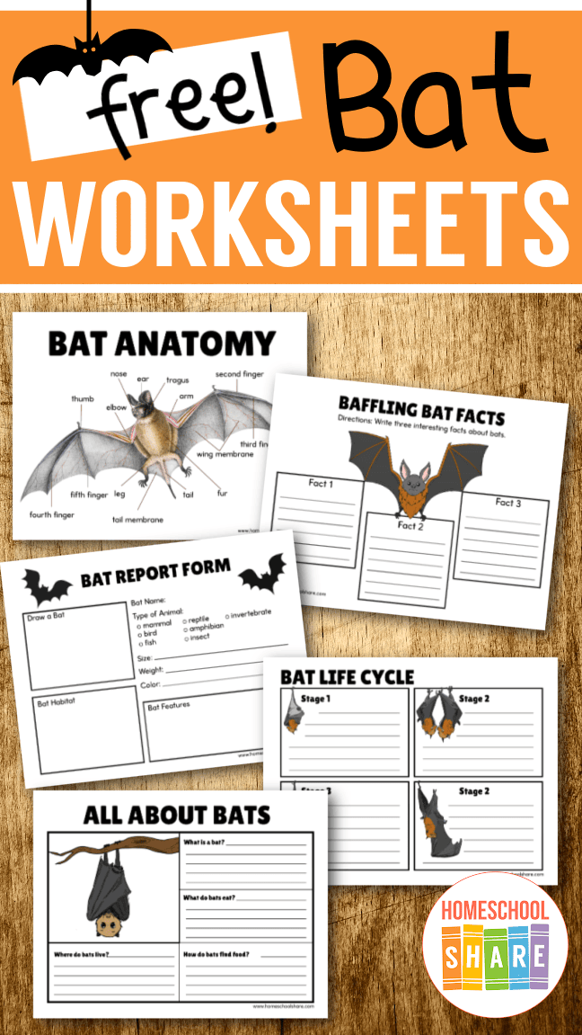 Bat Worksheets (Free!) - Homeschool Share