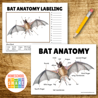 Bat Worksheets (Free!) - Homeschool Share