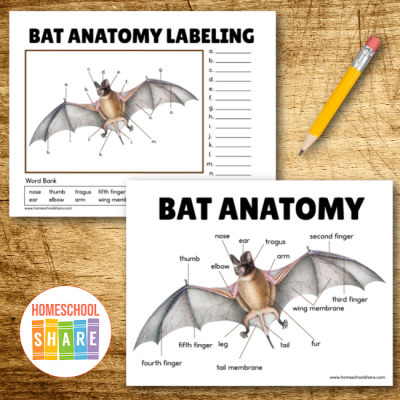Bat Worksheets (Free!) - Homeschool Share