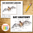 Bat Worksheets (Free!) - Homeschool Share