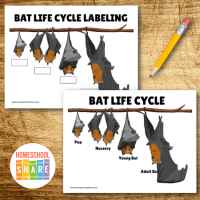 Bat Worksheets (Free!) - Homeschool Share