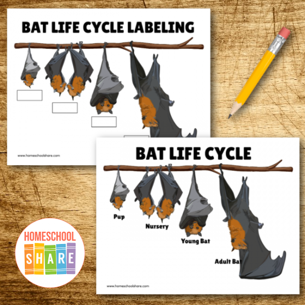 Bat Worksheets (Free!) - Homeschool Share