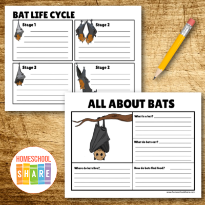 Bat Worksheets (Free!) - Homeschool Share