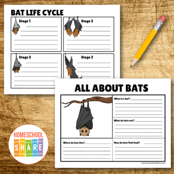 Bat Worksheets (Free!) - Homeschool Share